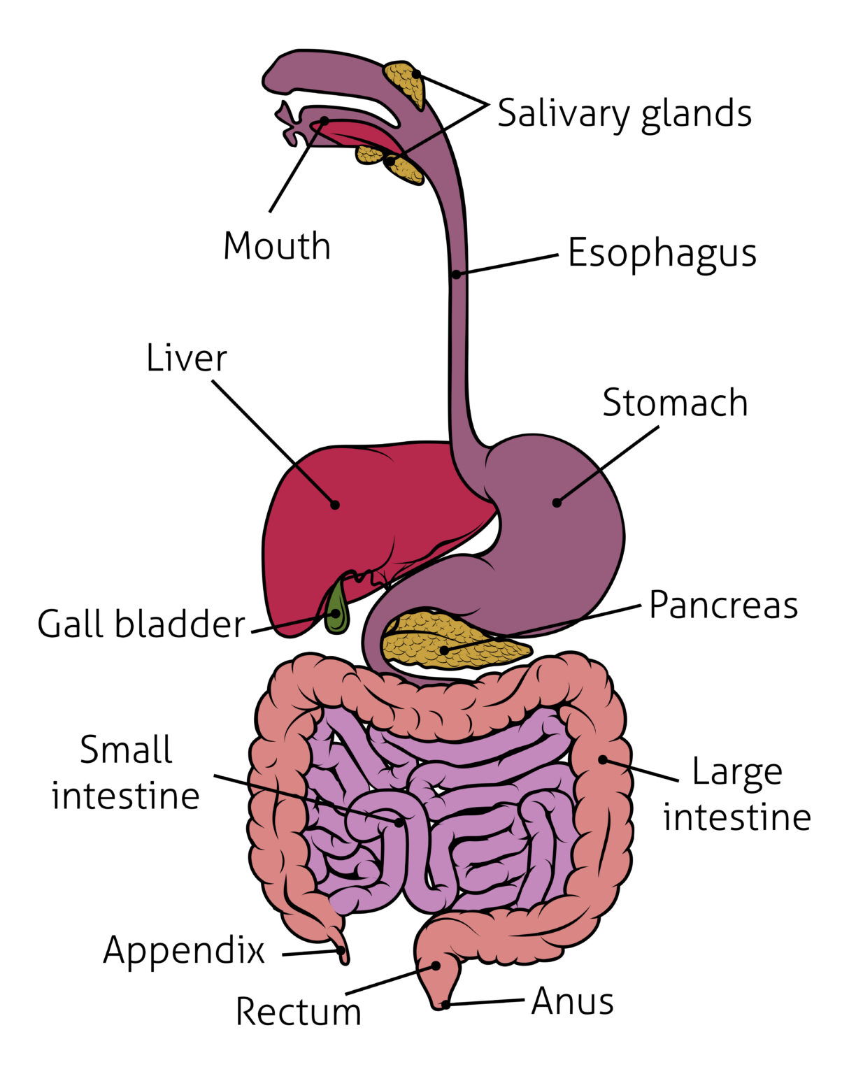 GI System Anatomy: Understanding Your Digestive Tract
